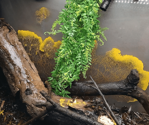 Smart Slime Science Night: Leben ohne Hirn – der Blob erklärt´s! - 13. ...